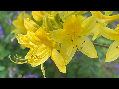 Rhododendron luteum - Sarı Çiçekli Orman Gülü, Zifin, Yellow Azelea