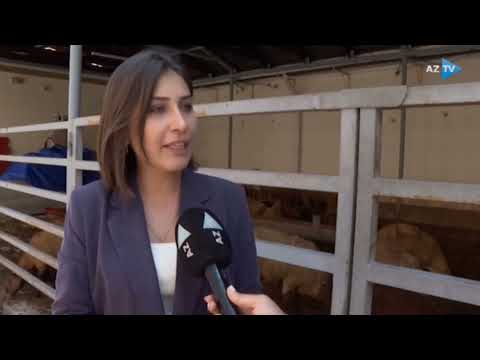 Qurban seçimi və kəsimi pandemiya dövrünün tələblərinə uyğun yerinə yetirilir | AZTV
