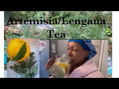 Artemisia/Lengana/Mhlonyane Tea - YouTube