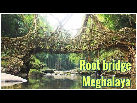 Natural Living Root Bridge of Cherrapunji in Meghalaya | India Video ...