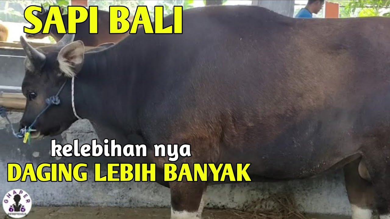 KEUNGGULAN SAPI BALI dari SAPI LAIN | Edisi Sapi Bali Eps. 1 - YouTube