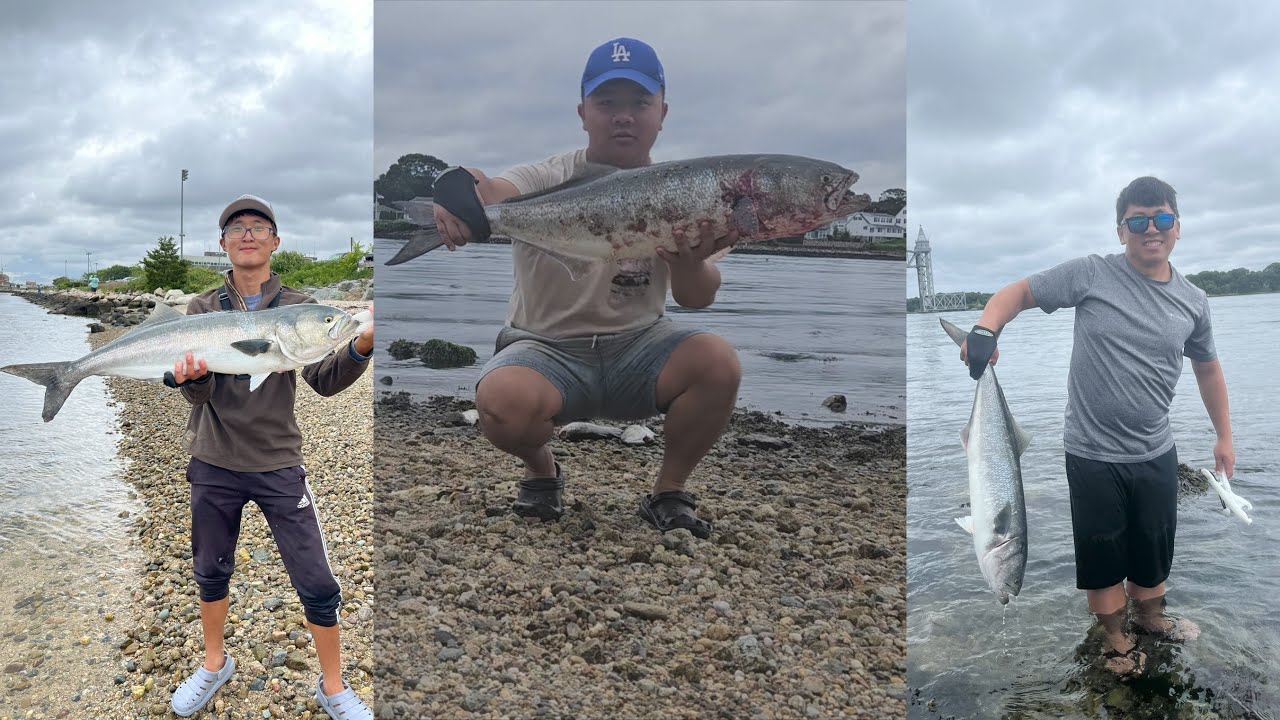 Fishing Big Bluefish's at Cape Cod Canal! 8/7 - YouTube