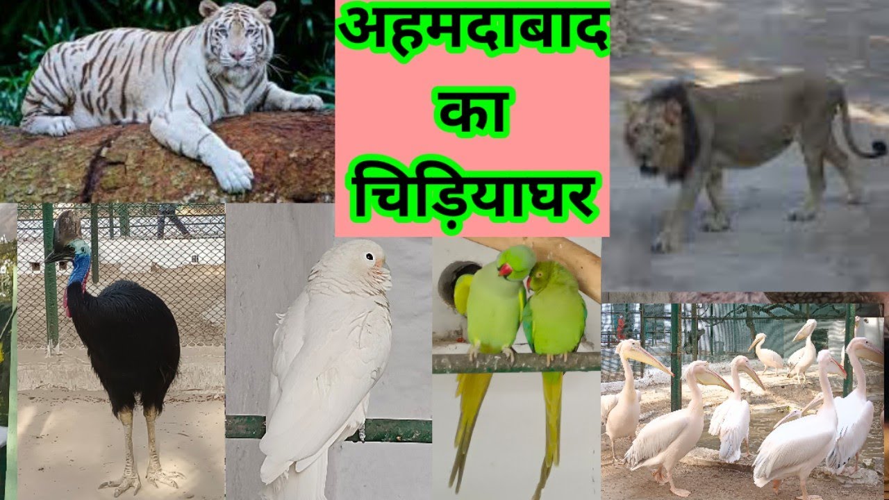 Kankaria Zoo Ahmedabad || अहमदाबाद का चिड़ियाघर || Kamla Nehru ...