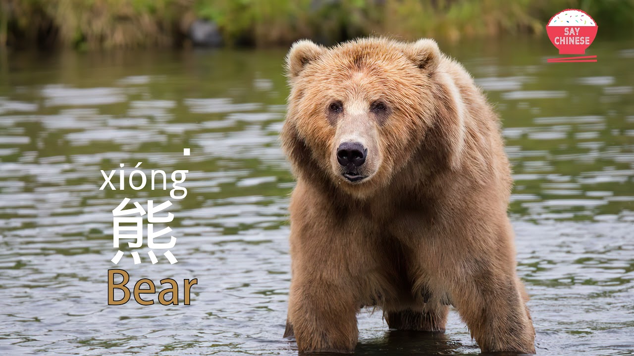How to say Bear in Chinese | 熊 xiong | say chinese real human voice ...