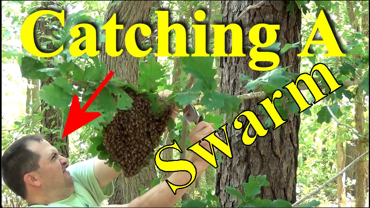 Beekeeping : How To Catch A Swarm - Two Ways To Capture Thousands Of ...