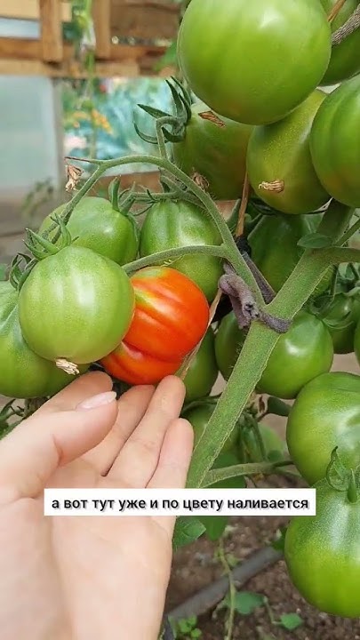 Томат "Трюфель" для любителей интересных вкусов 😊 Просто пальчики ...
