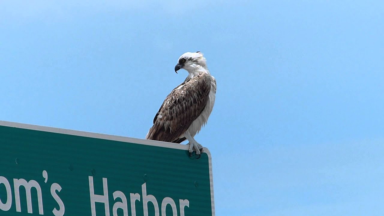 Ridgway's Osprey - Florida Keys Hawkwatch - YouTube