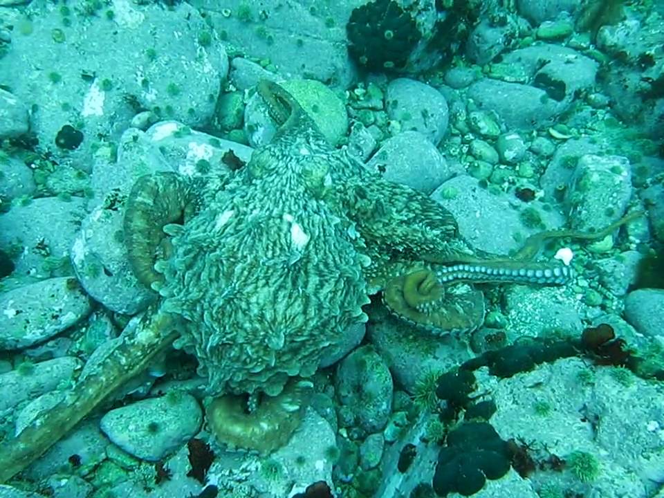 giant Pacific octopus near Atka, Alaska - YouTube