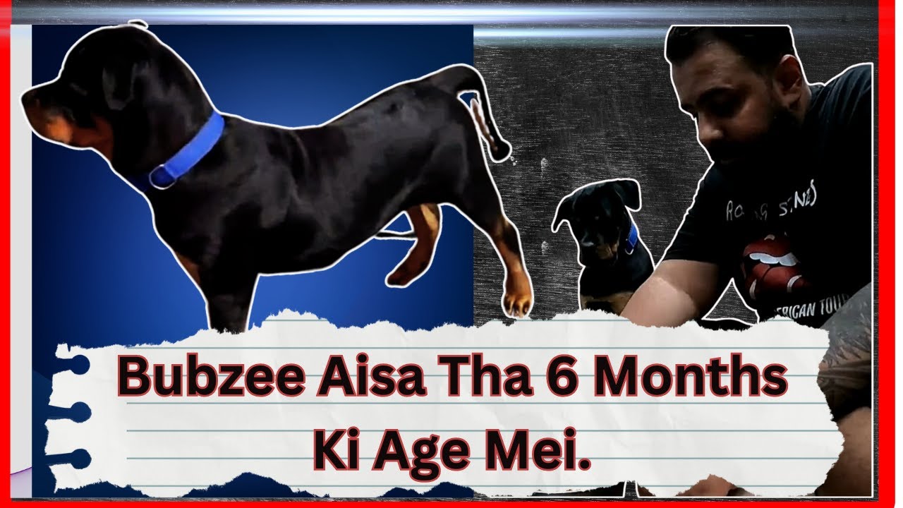Bubzee Aisa Kyu Bangaya. Story Of Bubzee 3 Years Back, How He Was ...