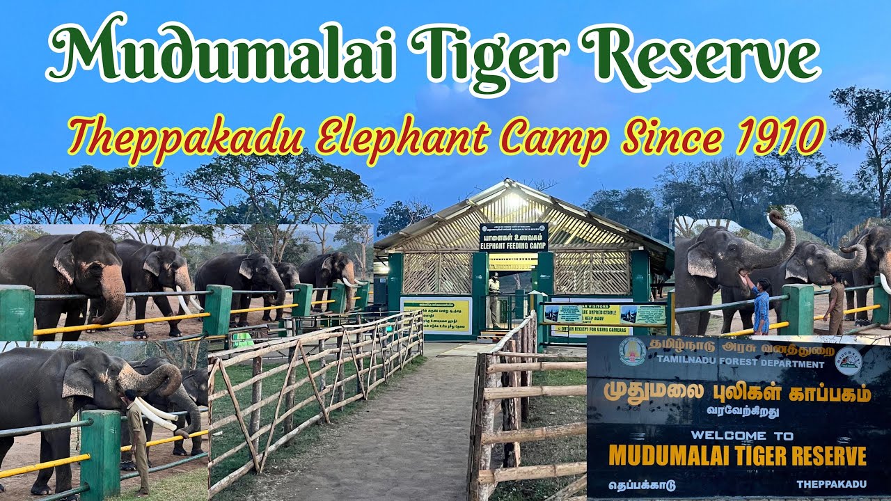 Theppakadu Elephant Camp | Mudhumalai Tiger Reserve | Masinagudi ...