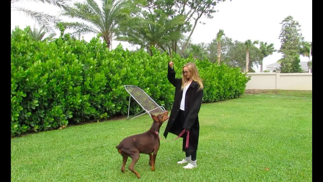 The Dog Wizard - YouTube