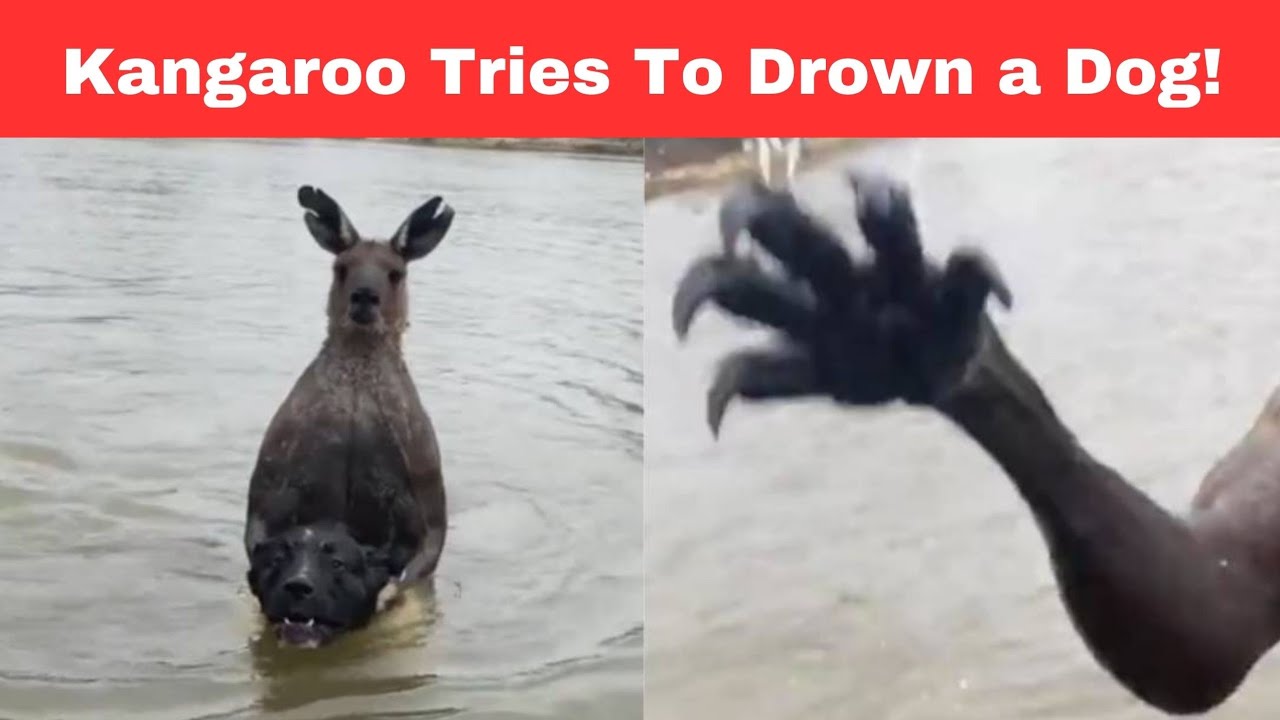 Intense encounter: Martial artist fights off 7-foot kangaroo to rescue ...
