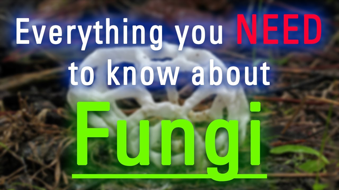 How to Say Fungi in English? | How Does Fungi Look? | What is Fungi ...