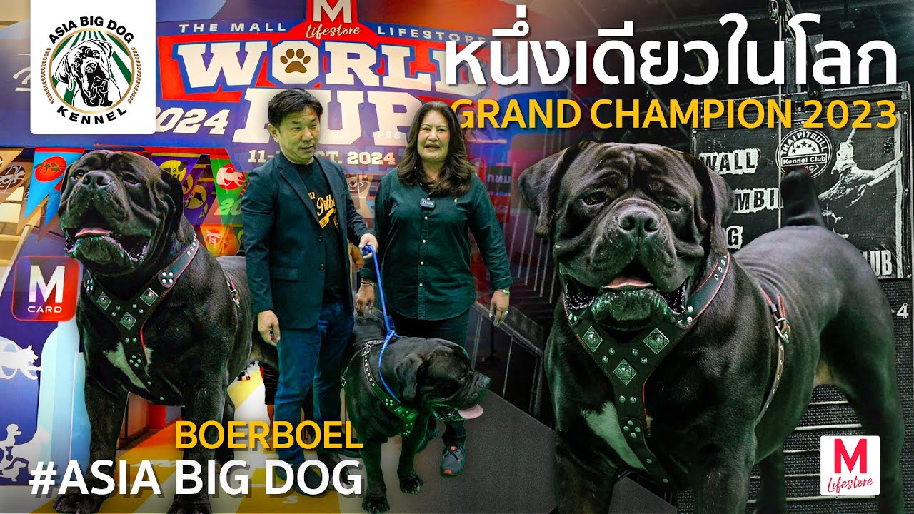 World Pup 2024 Expo - YouTube