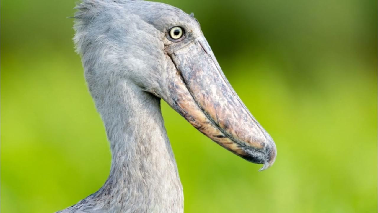 The Shoebill: A Majestic and Mysterious Bird of the African Wetlands ...