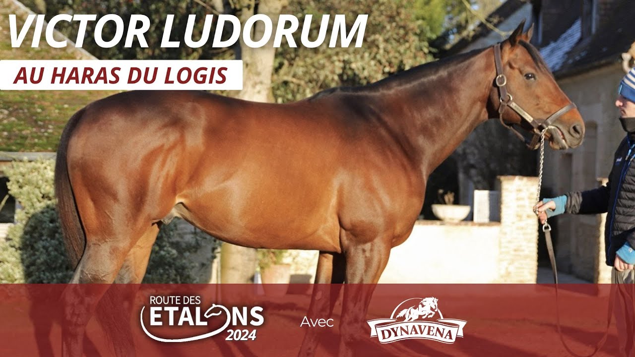 VICTOR LUDORUM : Route des étalons 2024 avec Dynavena au Haras du Logis ...