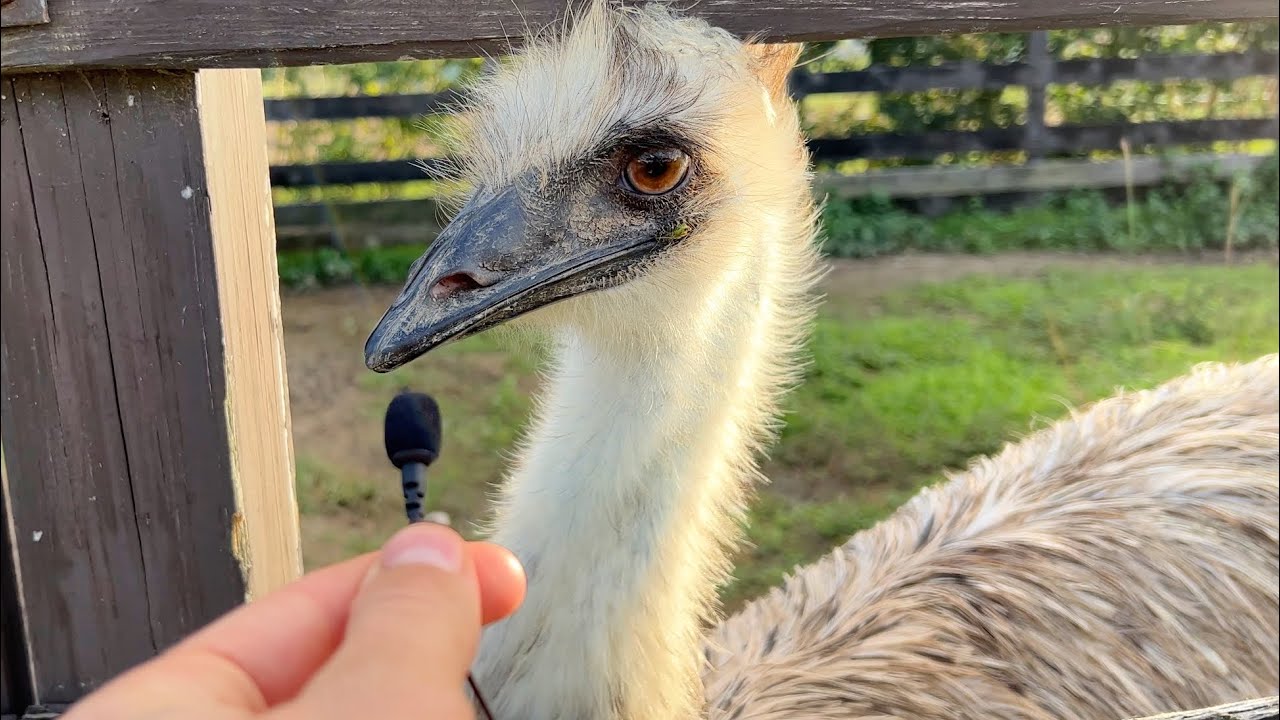 INTERVIEWING MY ANIMALS WITH A TINY MIC ! - YouTube