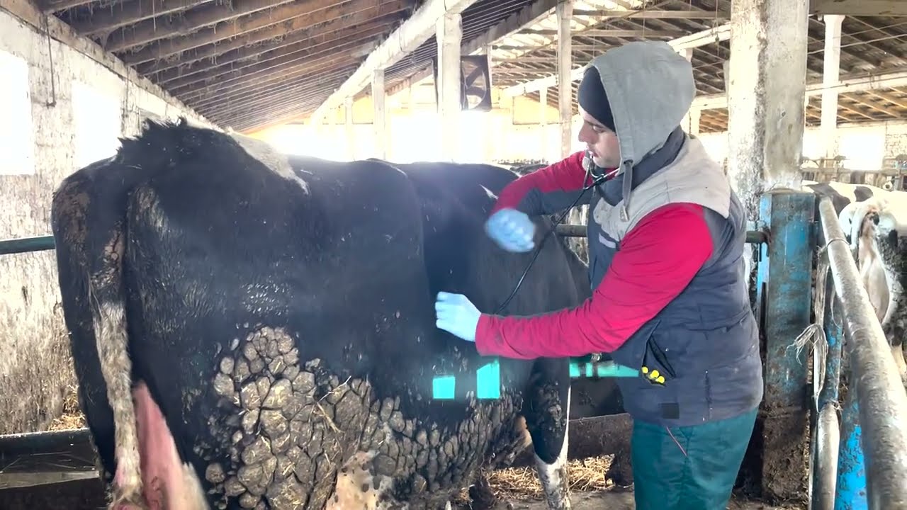 Professional Cows Care, Lung Tapping with a Phonendoscope, Pretty Girl ...