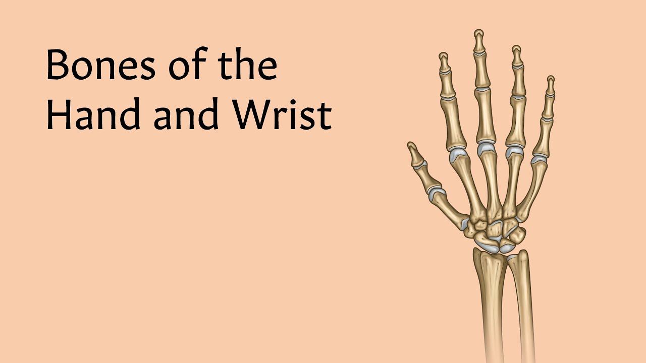 Wrist Bones