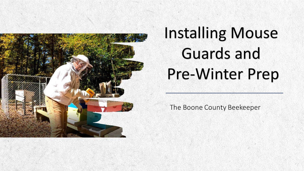 Installing Mouse Guards and Pre-Winter Prep - YouTube