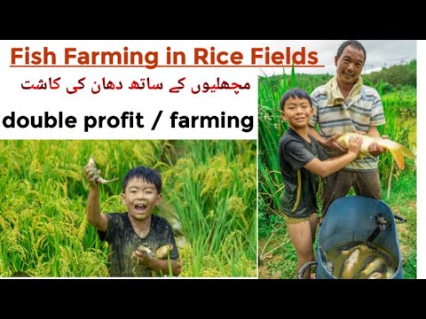 Fish farming in Rice fields |Great Idea Nature Fertilizer | Rice fish ...