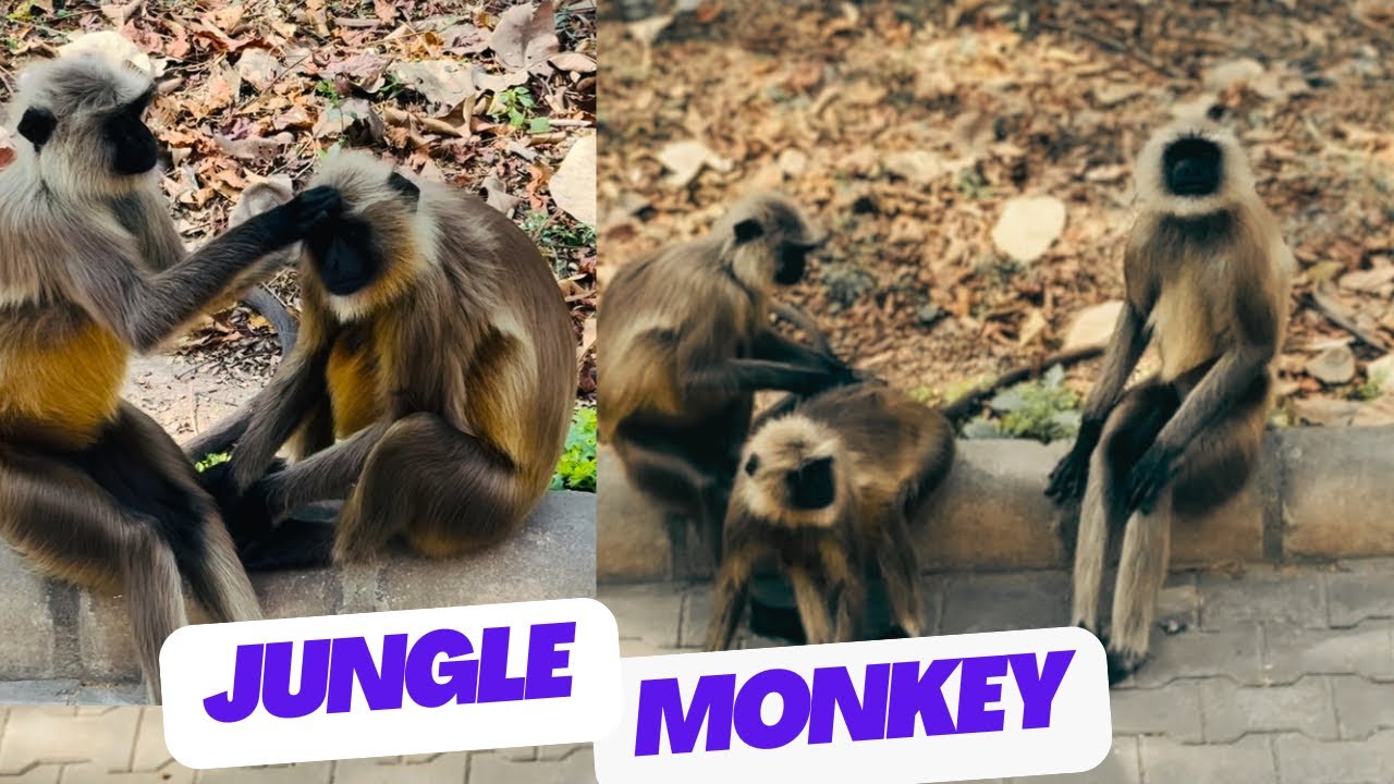 BEST MONKEY MOMENTS🐒 ️monkey lifestyle/ Close up look at monkey’s ...
