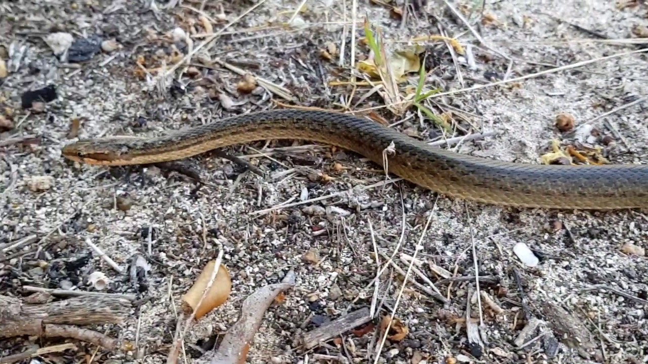 Alsophis rijgersmaei - YouTube