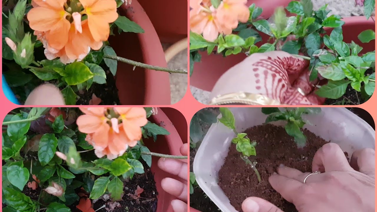 341.क्रासेंड्रा को कटिंग से कैसे लगाऐं/ How to grow Crossandra from ...