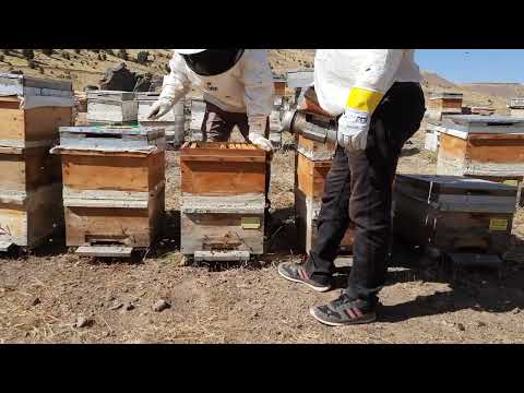 İTALYAN ARISI BAL SAĞIMI _arıcılık _ beekeeping _ bal arısı