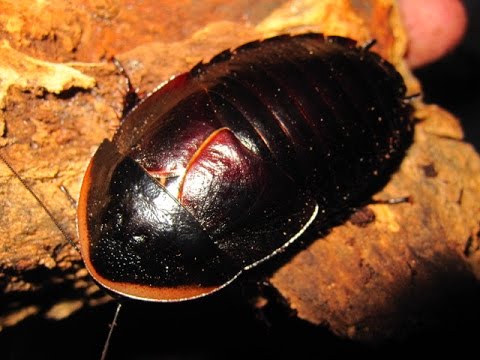 Byrsotria Species "Darkly"/ Black Cuban Burrowing Cockroaches. - YouTube