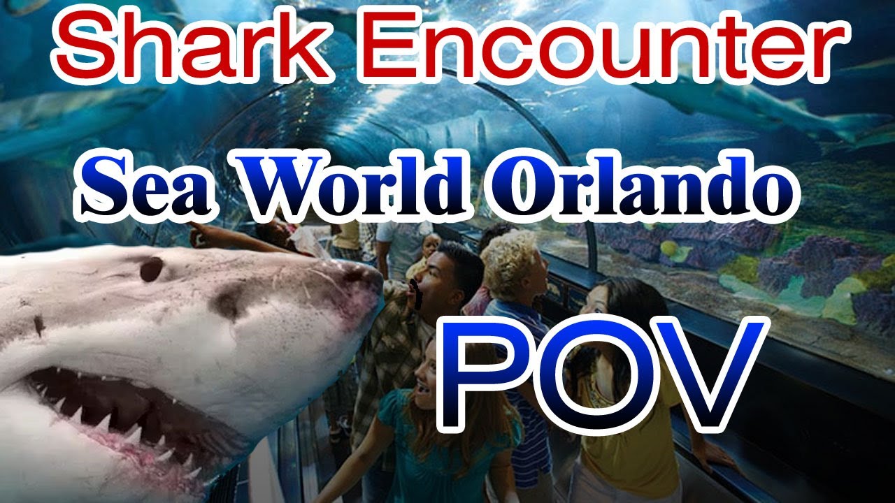 SeaWorld Shark Encounter Attraction - walk through POV 2023 - YouTube