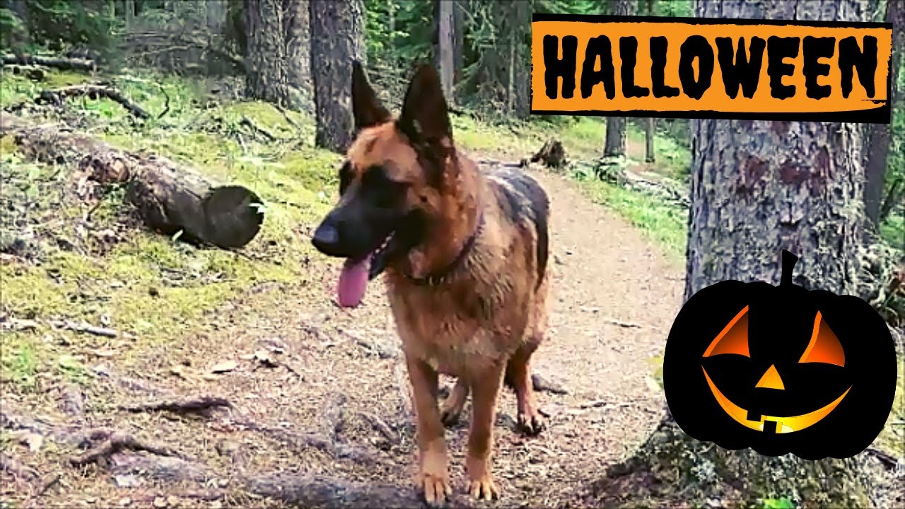 German Shepherds Scary Halloween videos - YouTube