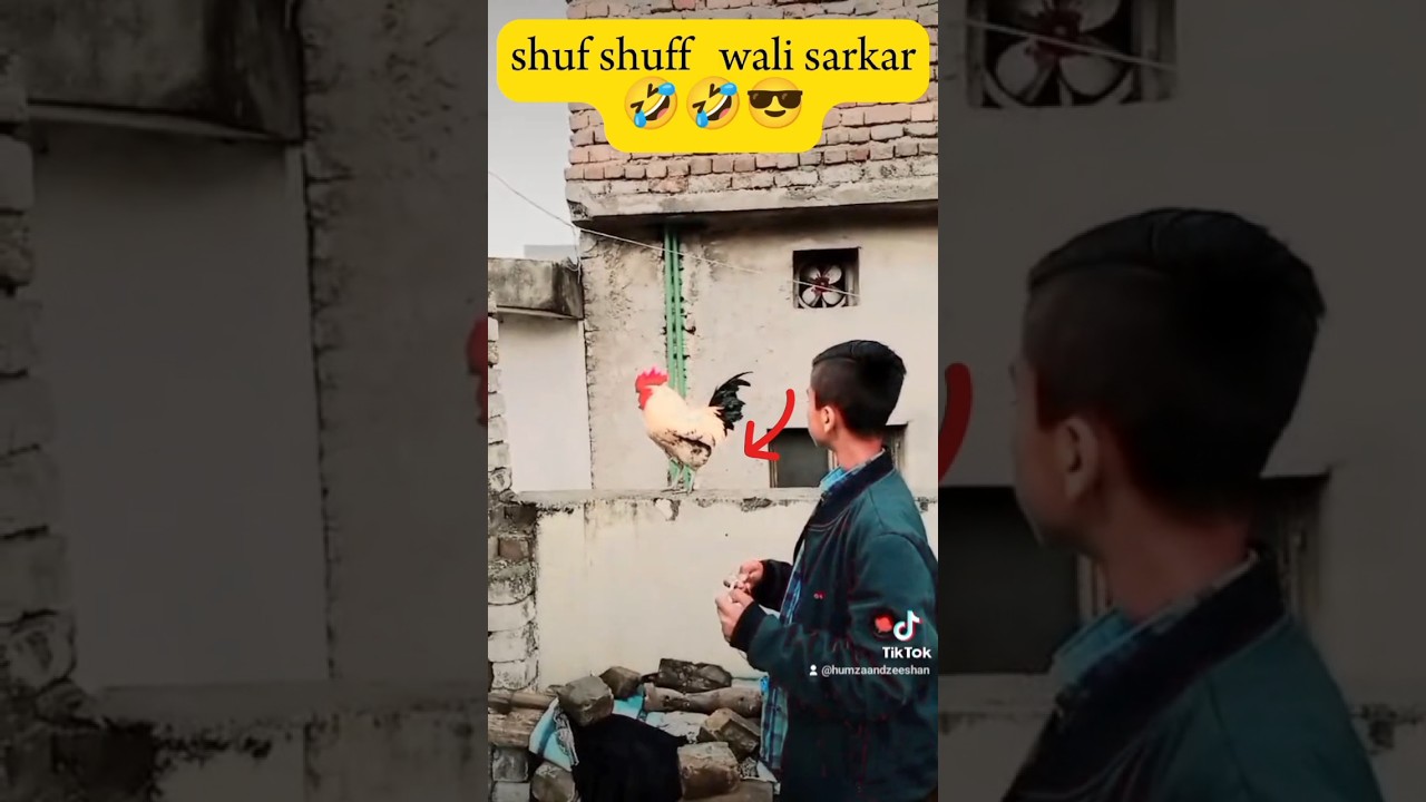 Shuff shuff wali sarkar Moye Moye #shorts #shortvideo #humza & Zeeshan ...