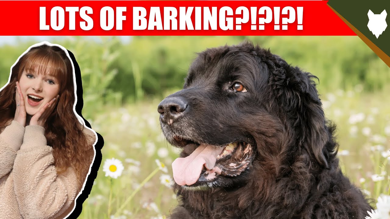DO NEWFOUNDLAND BARK ALOT? - YouTube