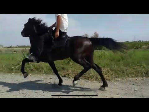 Zefer “Berde” Nebinin ati. Capar Cehun