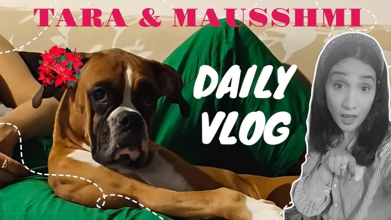 ️‍🔥🤣Omg~Crazy Boxer Dog Tara #boxerdog #dailyvlog #familyvlog #funny # ...