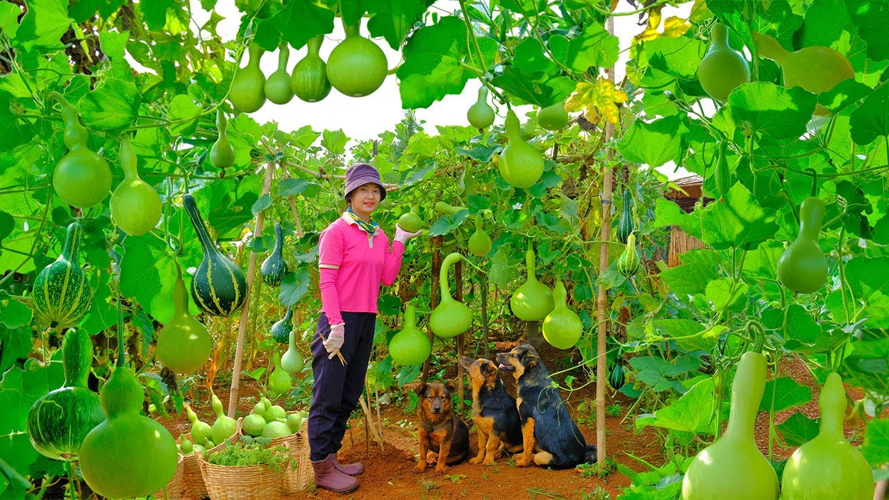 Harvest Gourd Shoots And Fruits After 150 Days Of Planting To Sell At ...