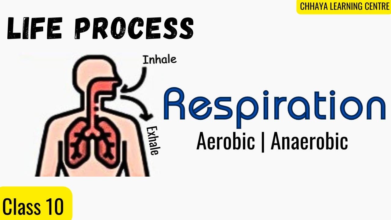 श्वसन|RESPIRATION IN HUMAN | CBSE CLASS 10 SCIENCE CHAPTER-6|BIOLOGY ...