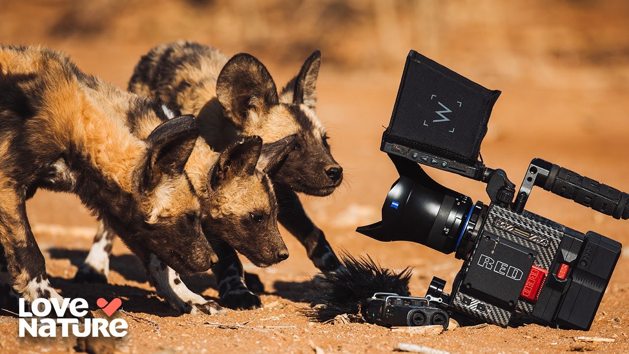 Lions vs Hyenas: Tracking the Elusive Manzi Pack | Wild Dogs S2: Pack ...