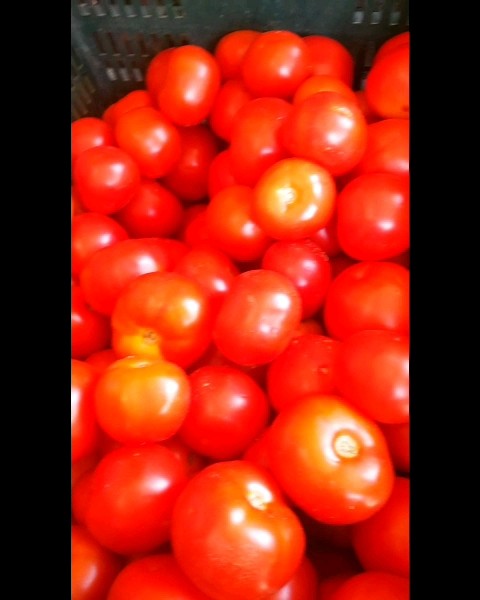 venkayam thakkalai vankuren🍅🥥 #shortsviral #shortsindia - YouTube