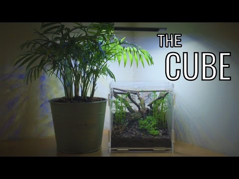 Terrarium Ecosystem - DIY BIOACTIVE ENCLOSURE - YouTube