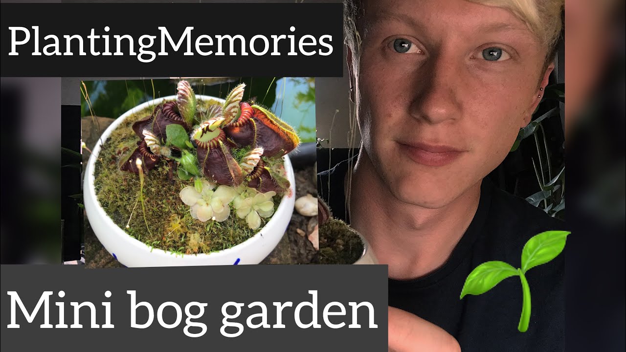 Miniature Bog Garden | Carnivorous! - YouTube