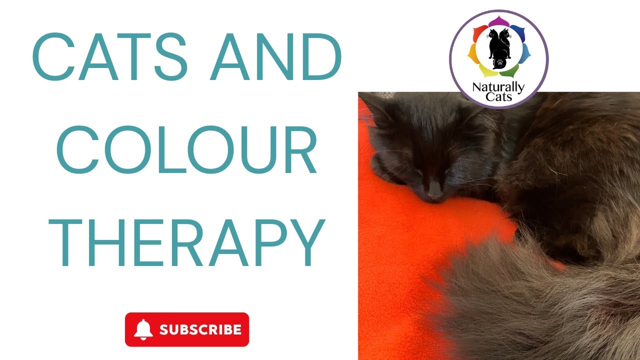 How to use colour therapy with cats - Let's break it down! - YouTube