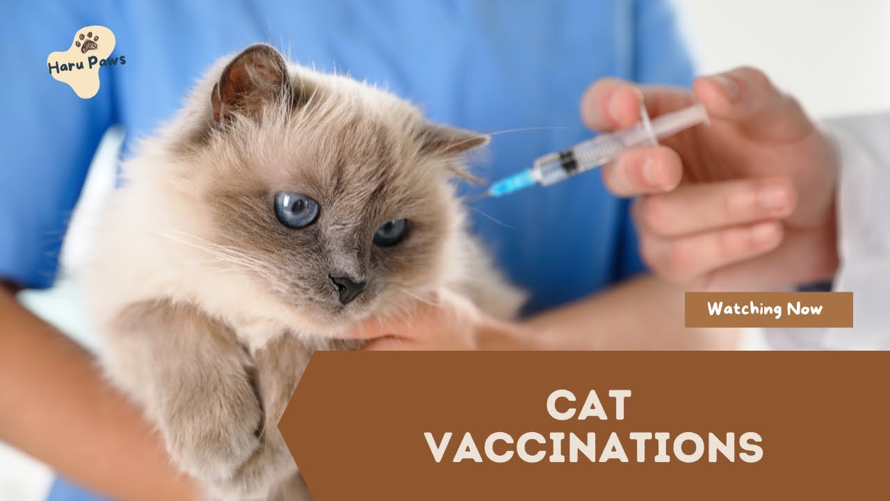 Cat Vaccination 101: Everything You Need to Know - Pet care - YouTube