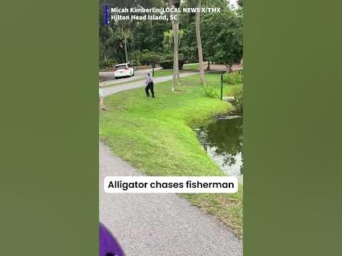 Alligator Chases Fisherman - YouTube