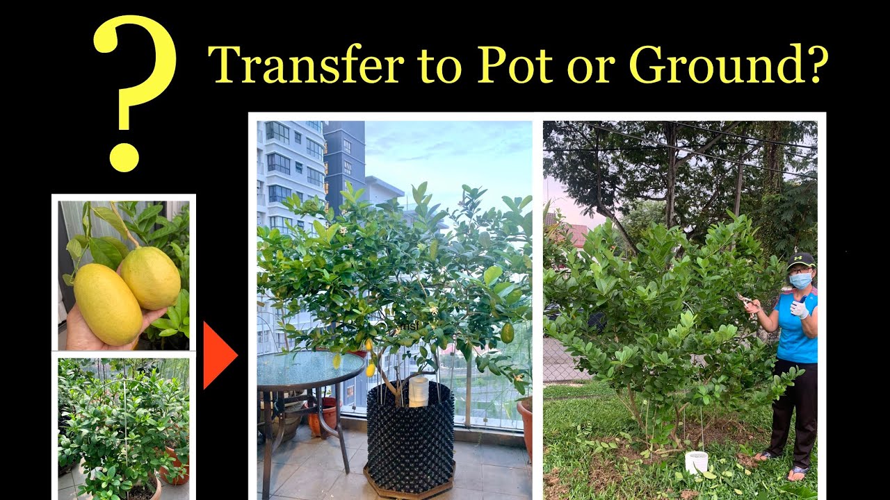 Lemon Tree Step-by-Step Repotting to Airpot or Ground - YouTube