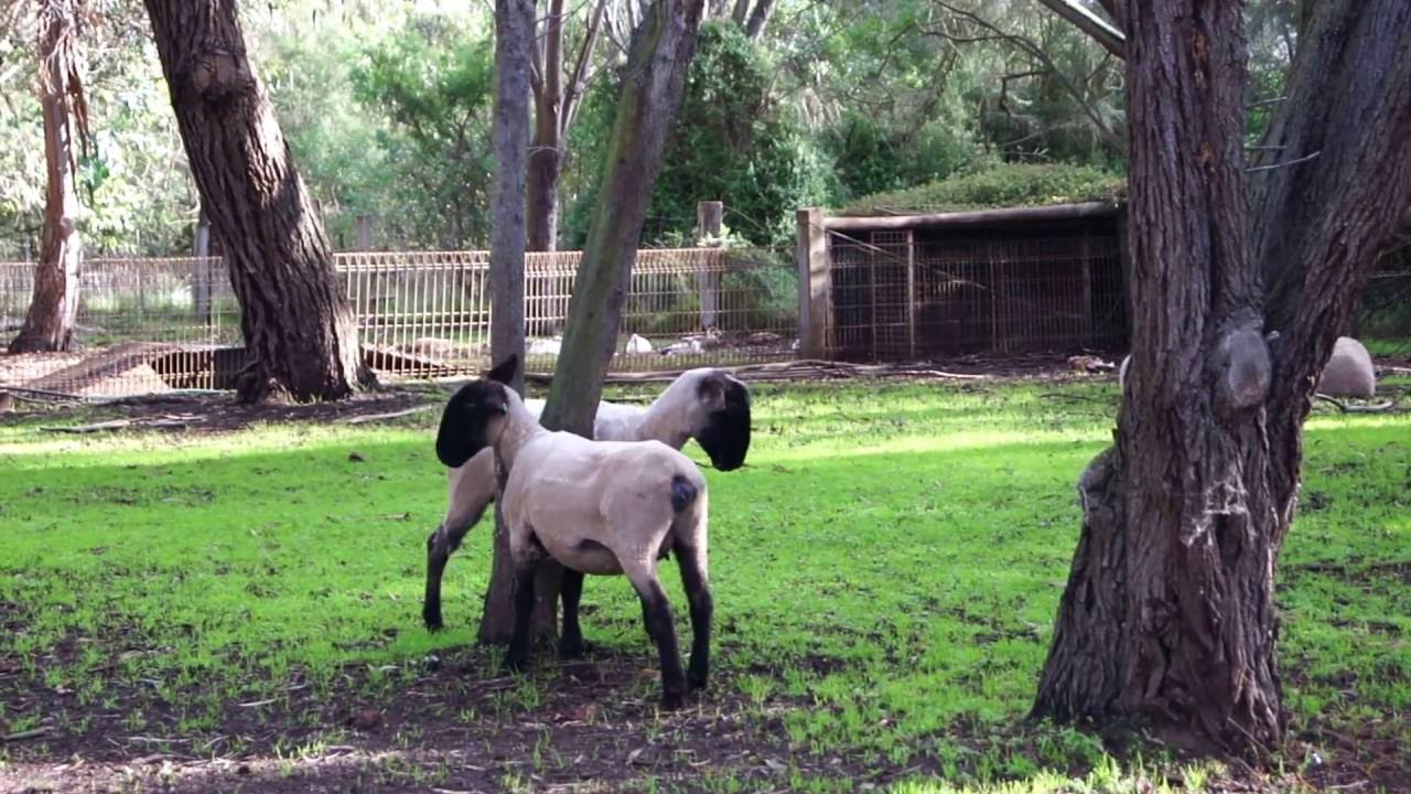 Itchy Sheep after their haircut - YouTube