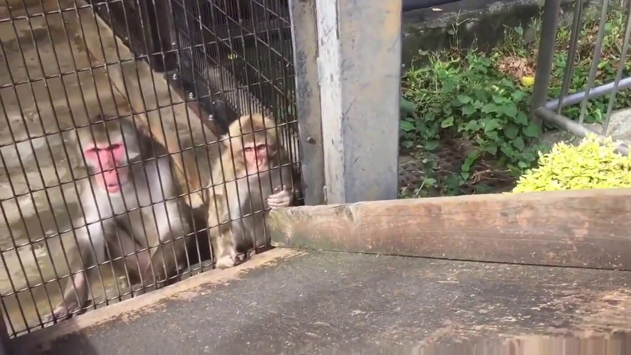 Japanese Monkey Prison - YouTube
