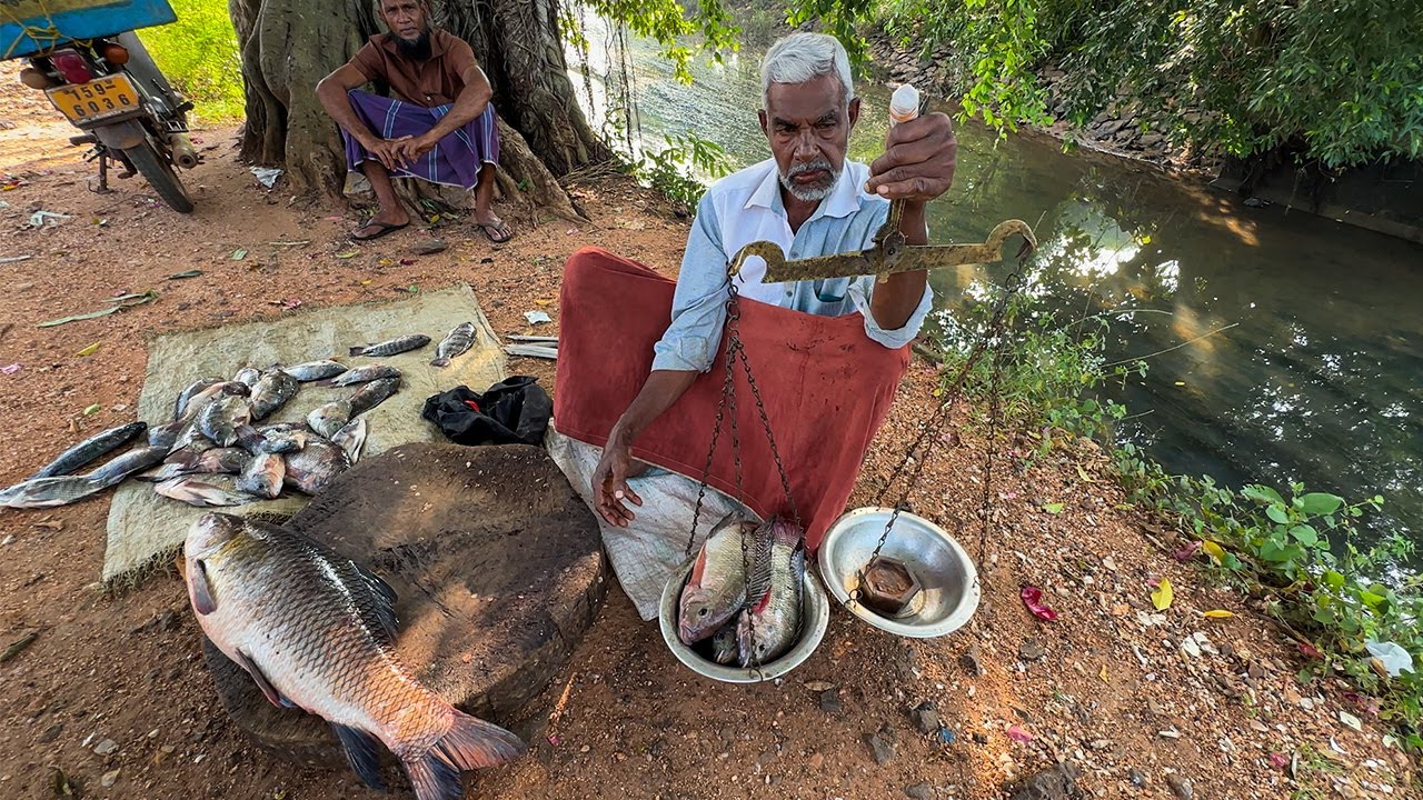 Live 🔴 Thilapia & Rohu Fish Load Fishing In River & Selling Village Big ...