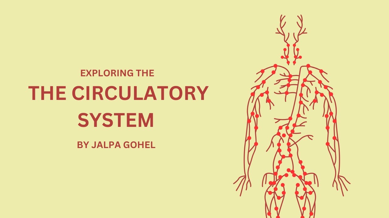 Understanding the Circulatory System: How Blood Flows Through Your Body ...